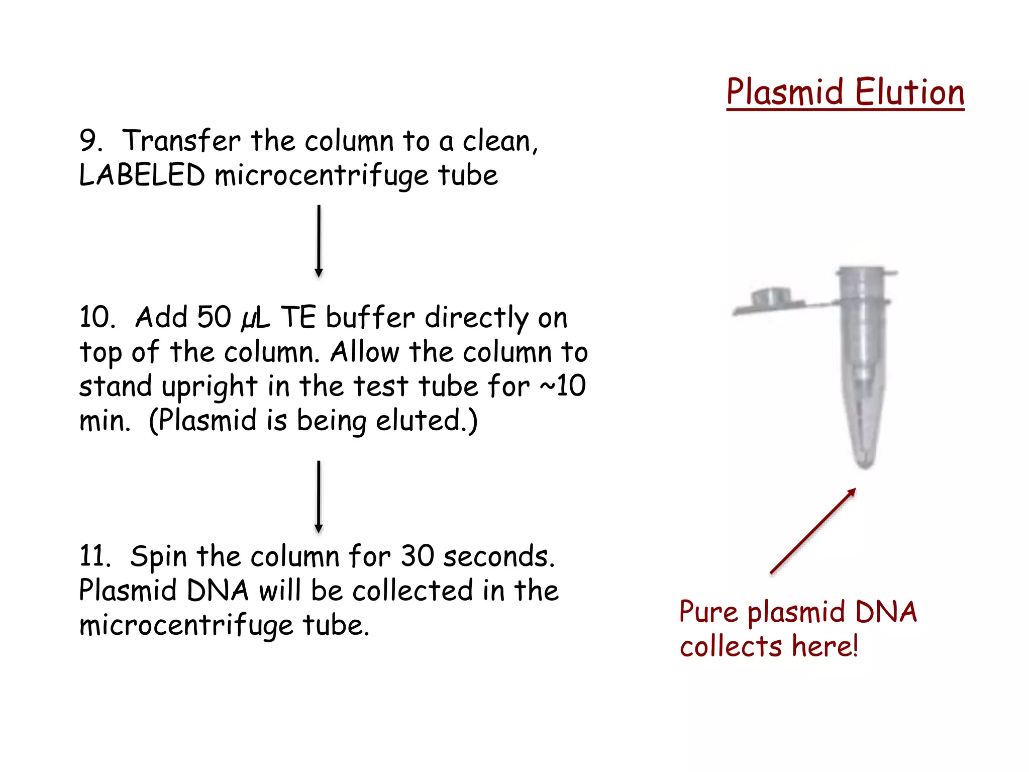 10-Plasmids.pptx
