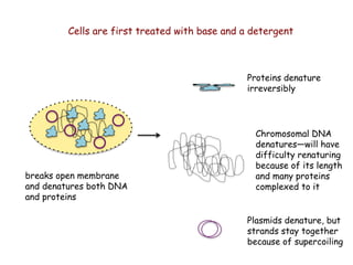 10-Plasmids.pptx