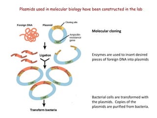 10-Plasmids.pptx