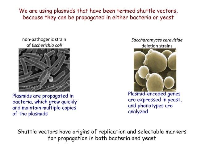 10-Plasmids.pptx