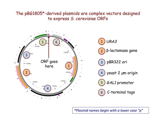 10-Plasmids.pptx