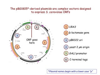 10-Plasmids.pptx
