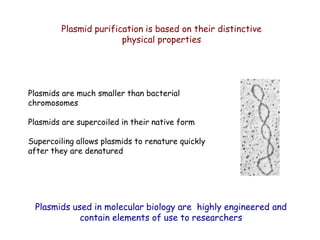 10-Plasmids.pptx