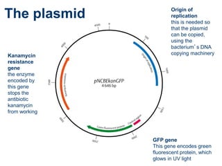 10-Plasmids.pptx