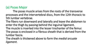 10-Posterior Abdominal Wall.pptx