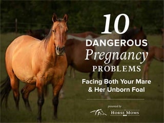 Horse Giving Birth To Triplets