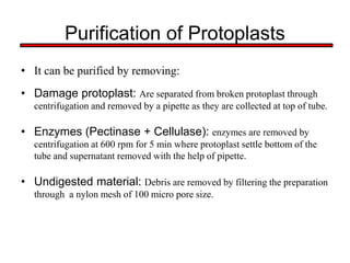10-Protoplast culture.pptx