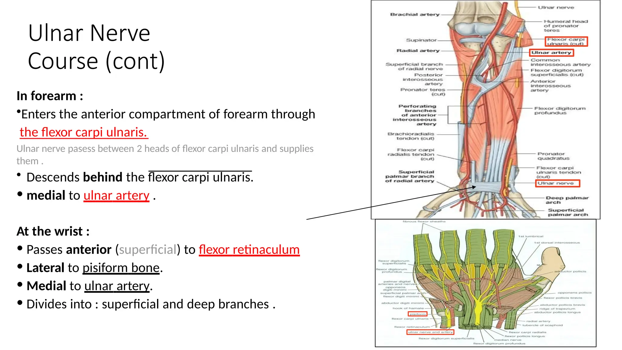 10-Radial and ulnar nerves anatomy course description | PPT