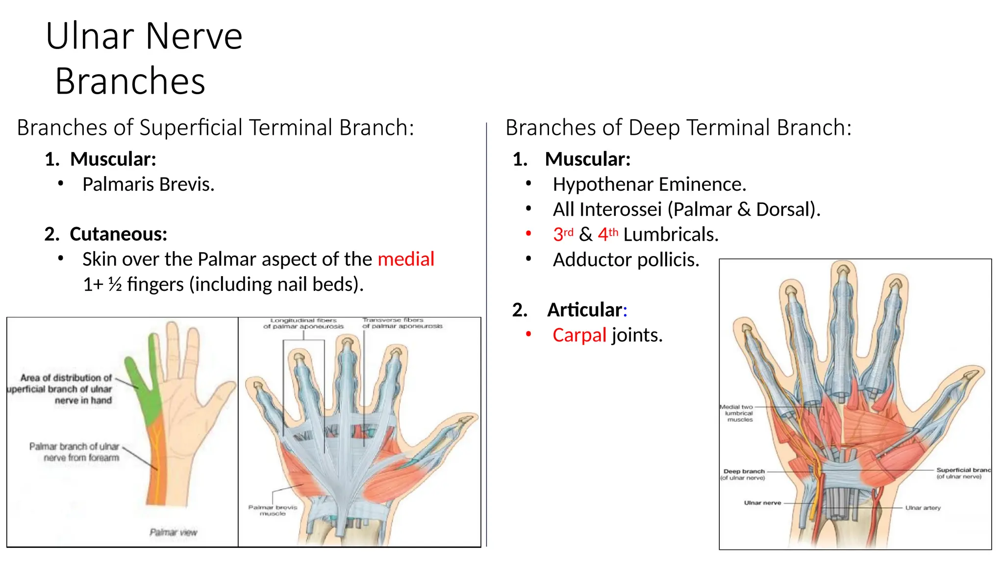 10-Radial and ulnar nerves anatomy course description | PPT