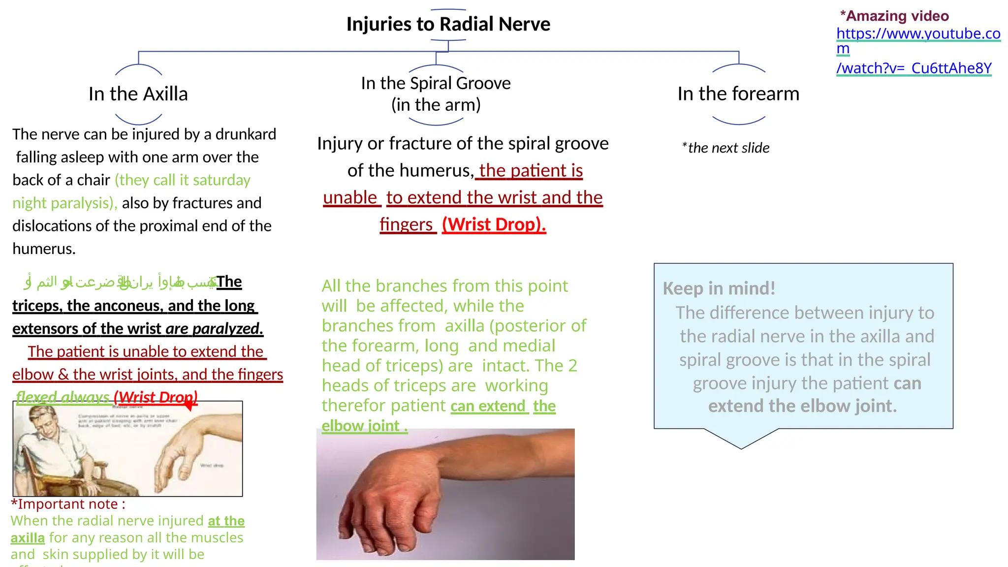 10-Radial and ulnar nerves anatomy course description | PPT