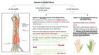 10-Radial and ulnar nerves anatomy course description | PPT