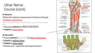 10-Radial and ulnar nerves anatomy course description | PPTX