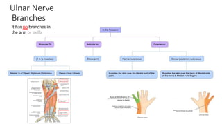 10-Radial and ulnar nerves anatomy course description | PPT