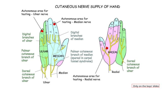 10-Radial and ulnar nerves anatomy course description | PPT