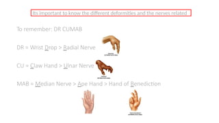 10-Radial and ulnar nerves anatomy course description | PPTX