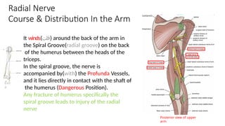 10-Radial and ulnar nerves anatomy course description | PPTX