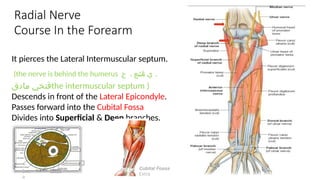 10-Radial and ulnar nerves anatomy course description | PPTX