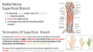 10-Radial and ulnar nerves anatomy course description | PPTX