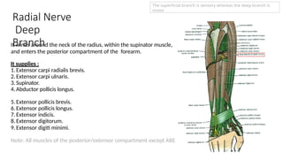 10-Radial and ulnar nerves anatomy course description | PPTX