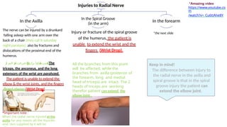 10-Radial and ulnar nerves anatomy course description | PPTX