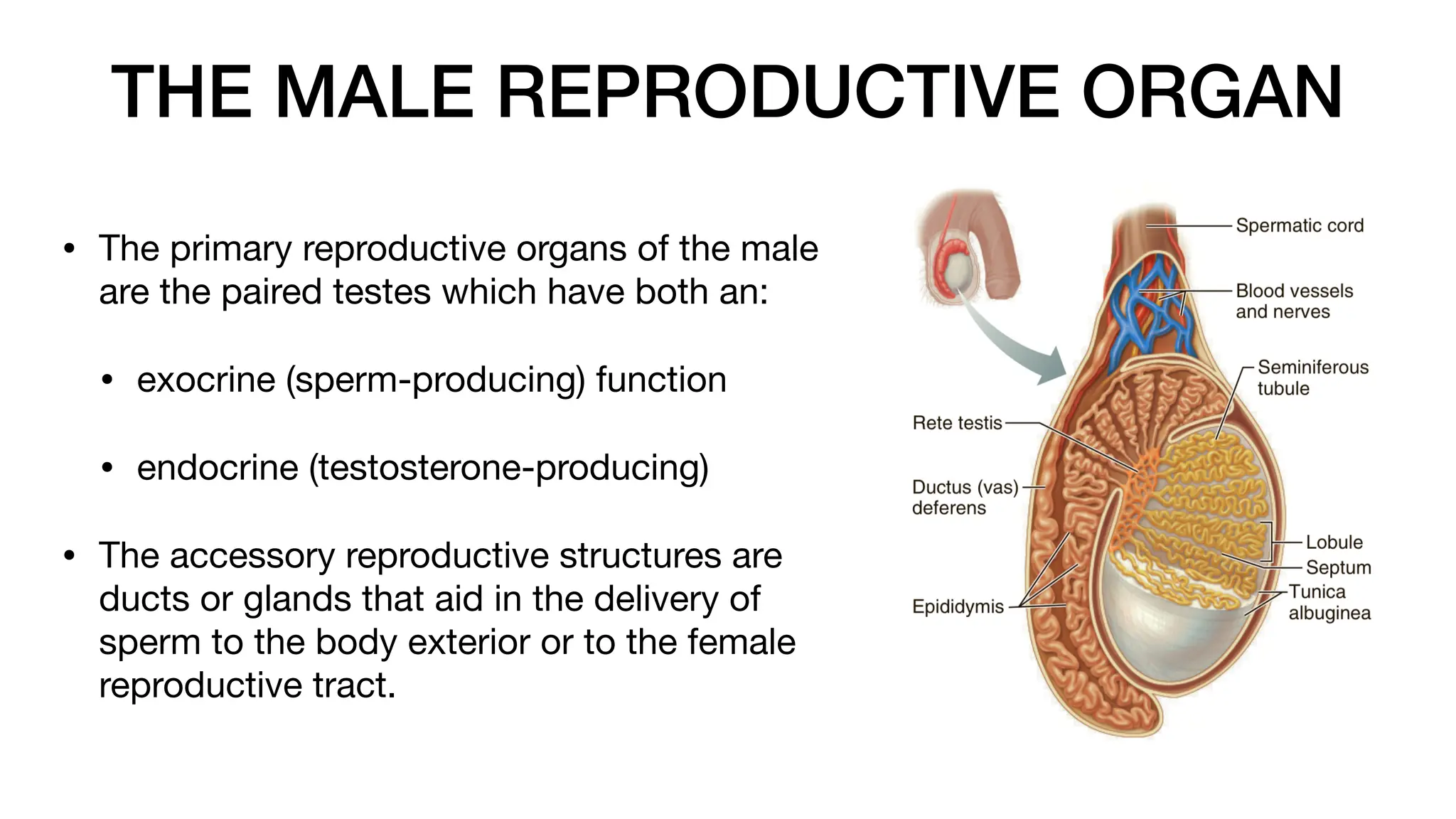 10 - Reproductive System, Male and Female Reproductive Tract.pdf
