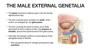 10 - Reproductive System, Male and Female Reproductive Tract.pdf