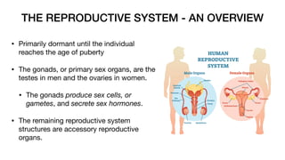 10 - Reproductive System, Male and Female Reproductive Tract.pdf