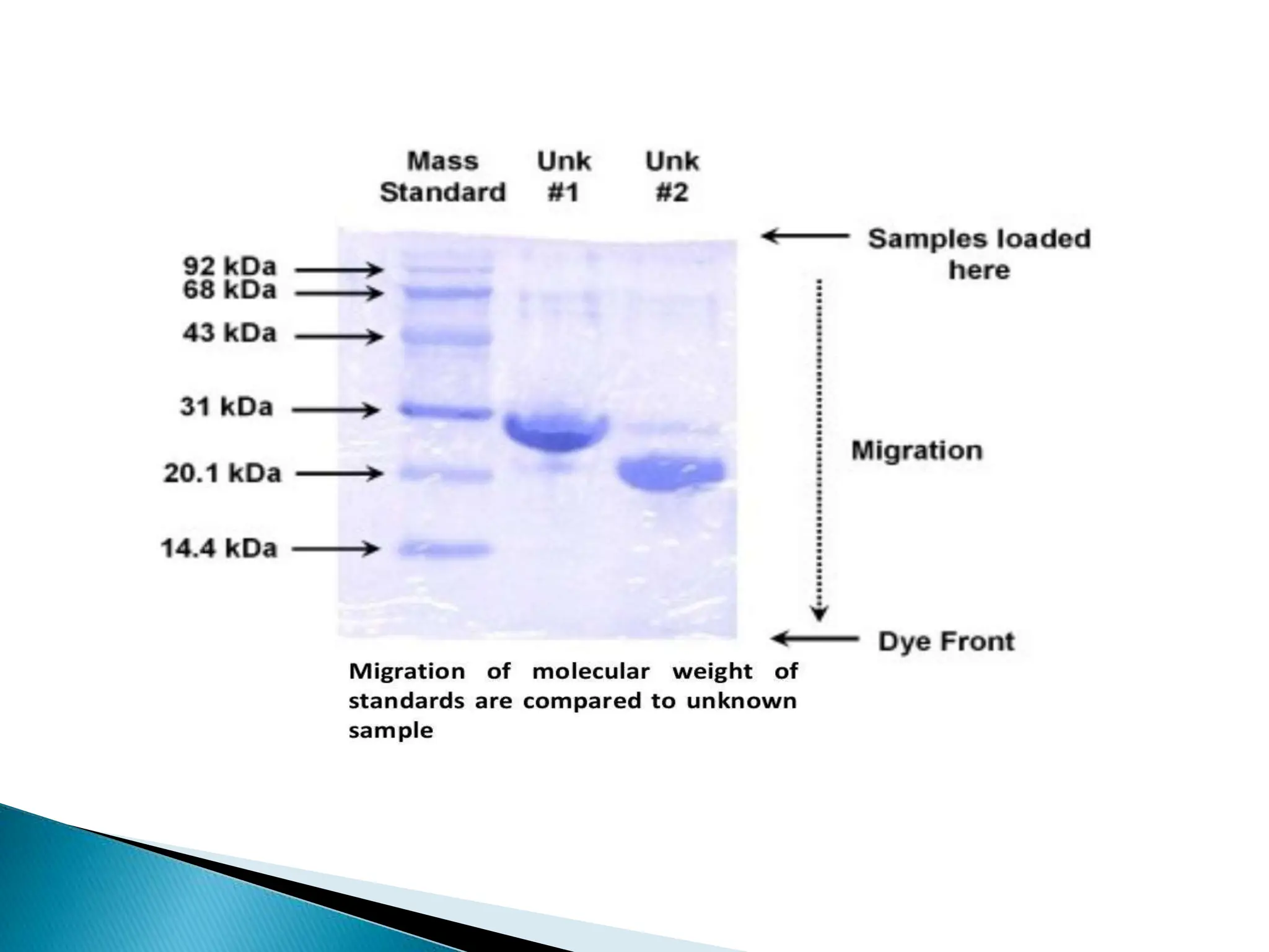 SDS PAGE (Sodium dodecyl Sulfate detergent).pptx