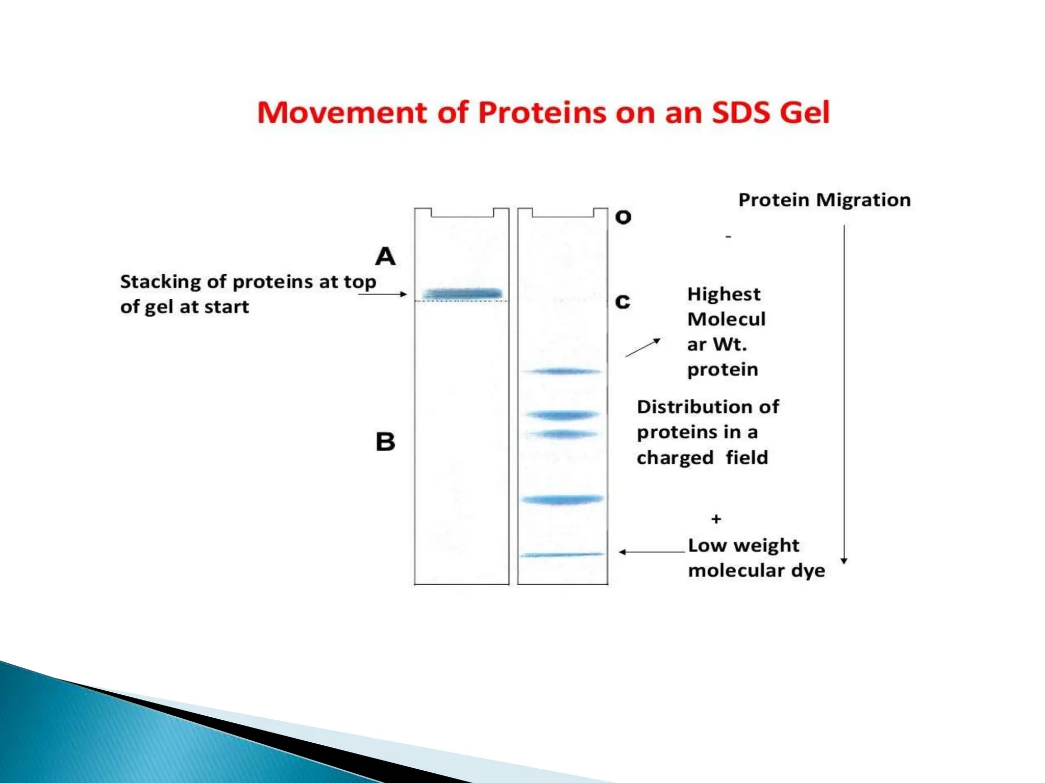 SDS PAGE (Sodium dodecyl Sulfate detergent).pptx