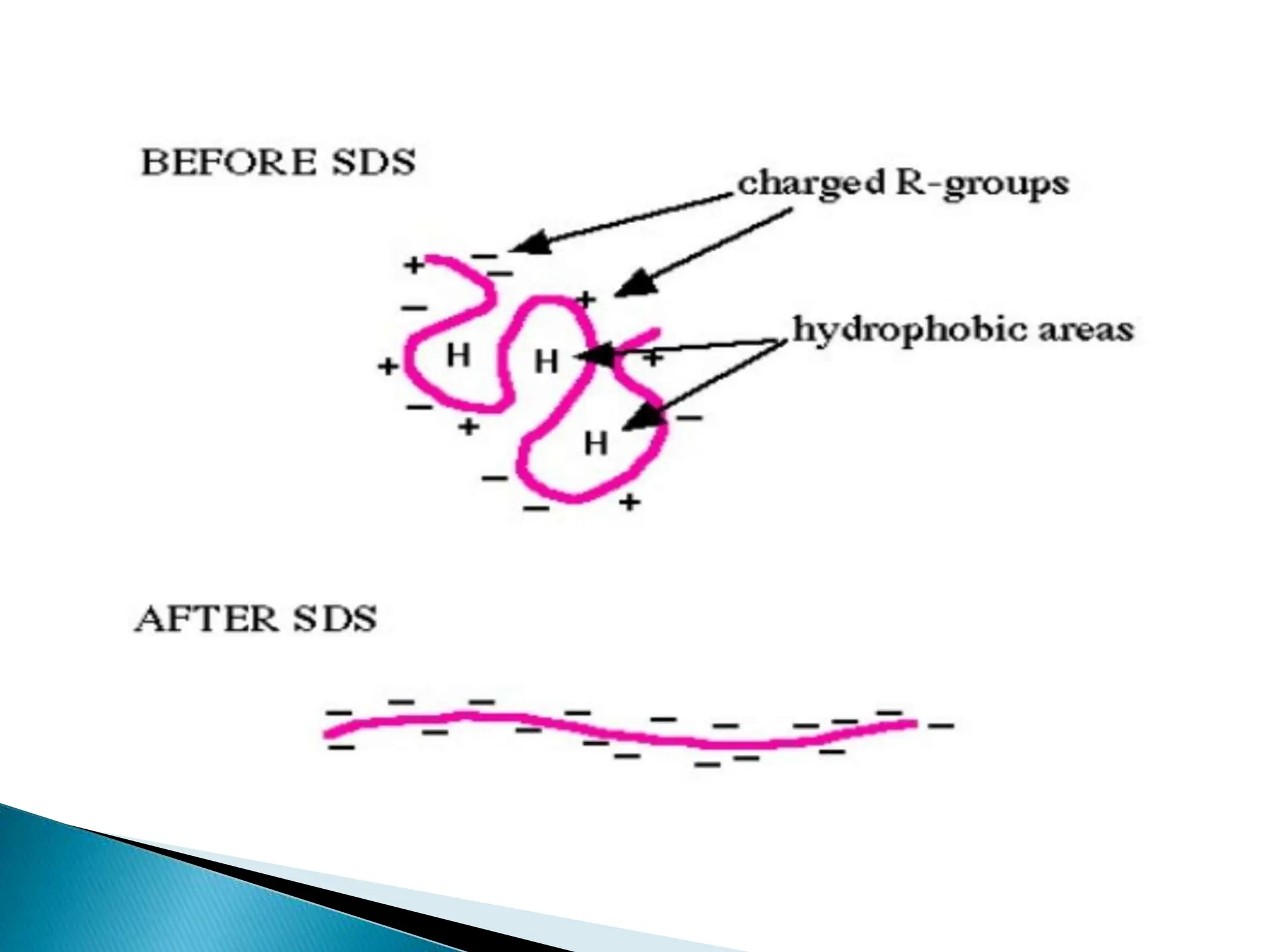 SDS PAGE (Sodium dodecyl Sulfate detergent).pptx