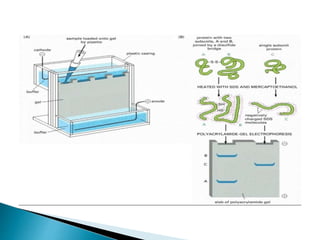 SDS PAGE (Sodium dodecyl Sulfate detergent).pptx