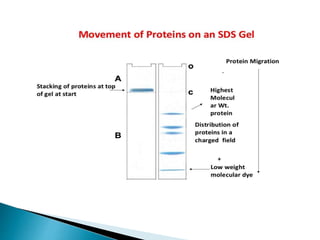 SDS PAGE (Sodium dodecyl Sulfate detergent).pptx