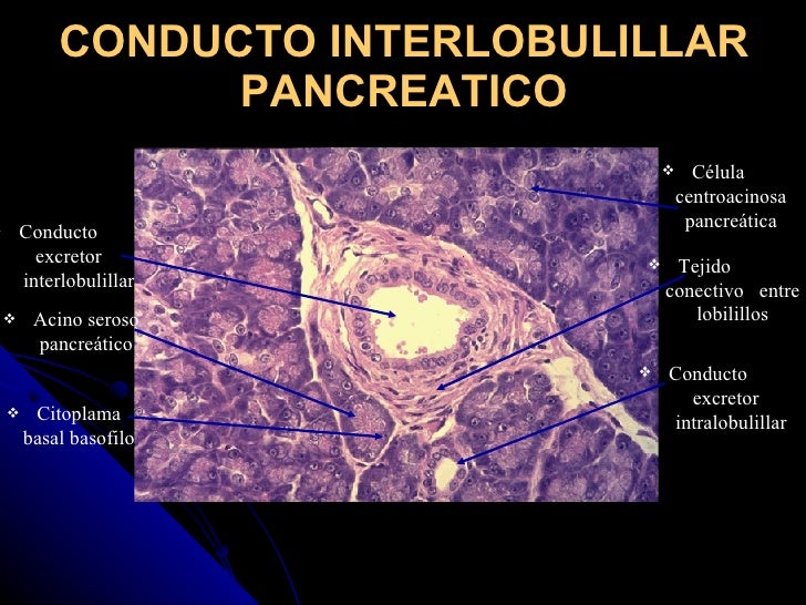 10 Sistema Digestivo 3