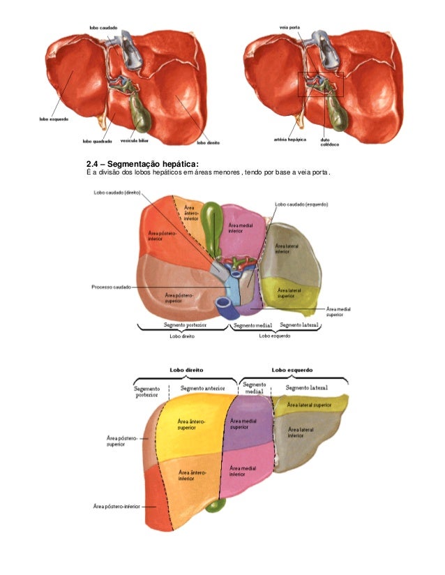 10.sistema digestorio