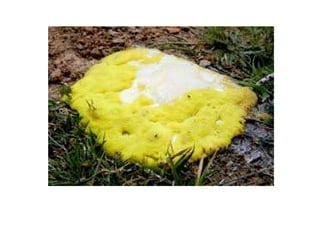 Plasmodial Slime Molds Slide