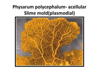Physarum Slide