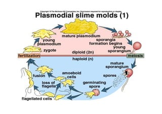 Plasmodial Slime Mold Life Cycle