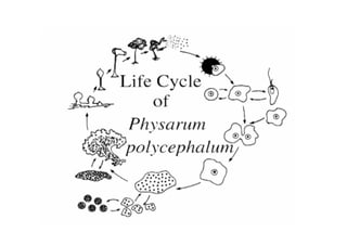 Physarum Slide