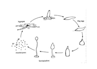 Slime Mold Diagram