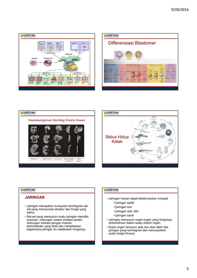 Materi 10-STRUKTUR-PERKEMBANGAN_Hewan.pdf