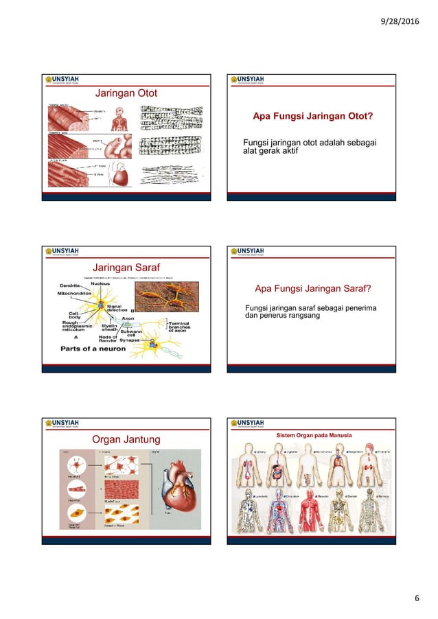 Materi 10-STRUKTUR-PERKEMBANGAN_Hewan.pdf