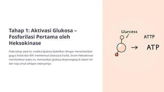 10-Tahapan-Glikolisis-dalam-Respirasi-Aerob.pptx