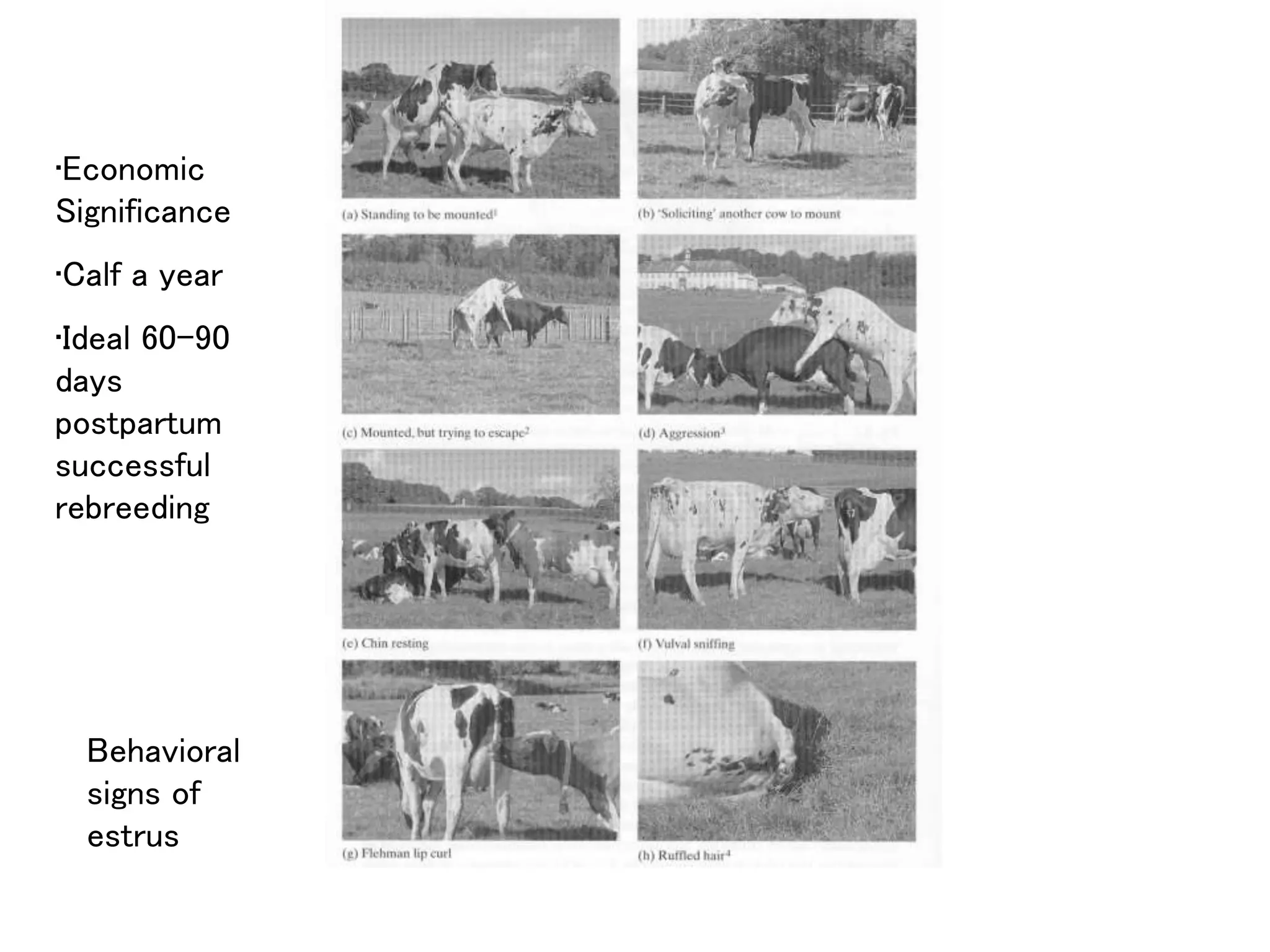 Estrous Signs & Methods of Detection.ppt Estrous Signs & Methods of Detection.ppt