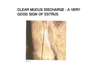 Estrous Signs & Methods of Detection.ppt