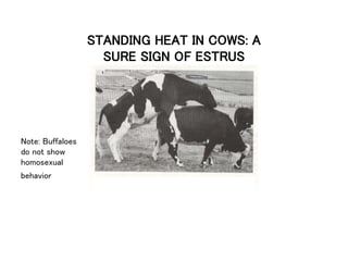 Estrous Signs & Methods of Detection.ppt