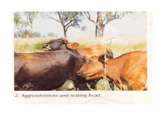 Estrous Signs & Methods of Detection.ppt