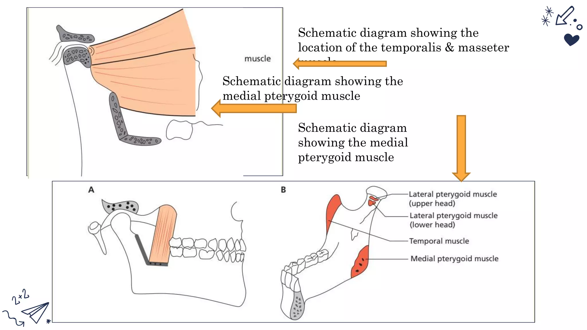 Temporomandibular joint disorders | PPTX