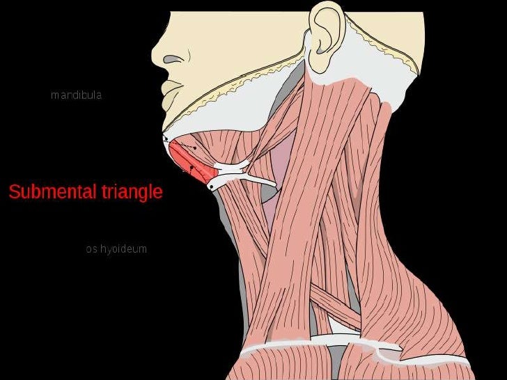 10. triangles of neck, tmj & applied anatomy[1]
