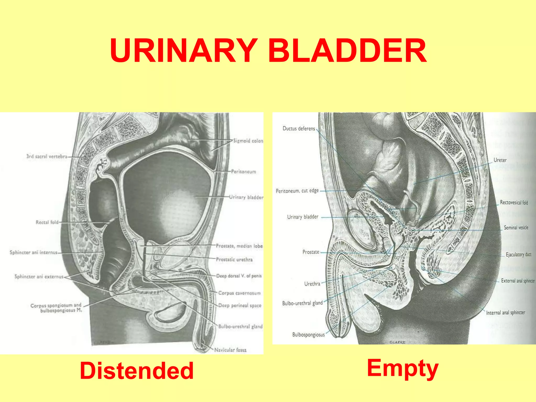 10-Urinary bladder.pptx