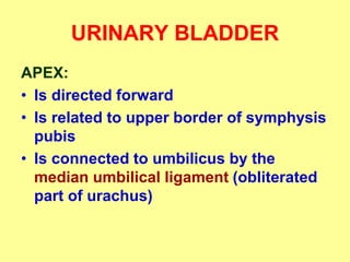 10-Urinary bladder.pptx
